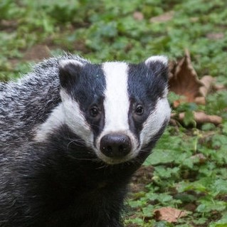 The Helpful Badger | 5thGenRams Forums